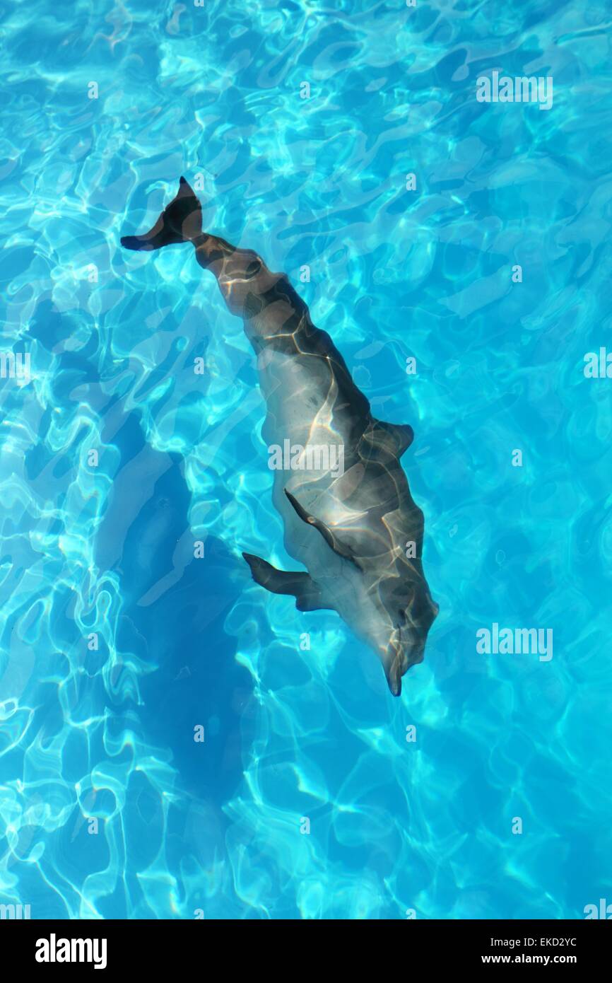 dolphin alone high angle view turquoise water Stock Photo - Alamy