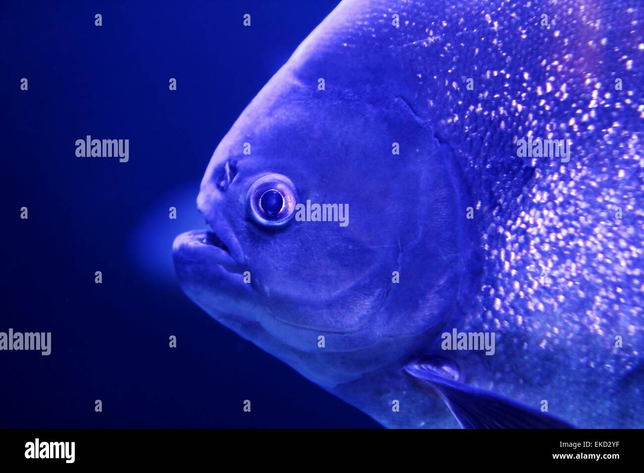 fish piranha macro face detail blue color water Stock Photo - Alamy