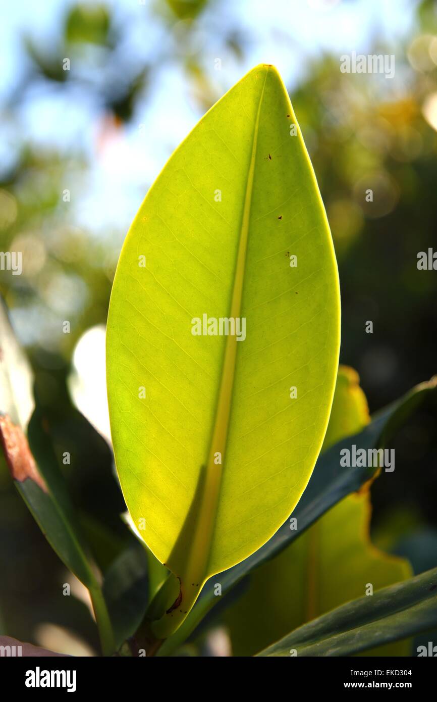 mangrove leaf plant tree detail macro Stock Photo - Alamy