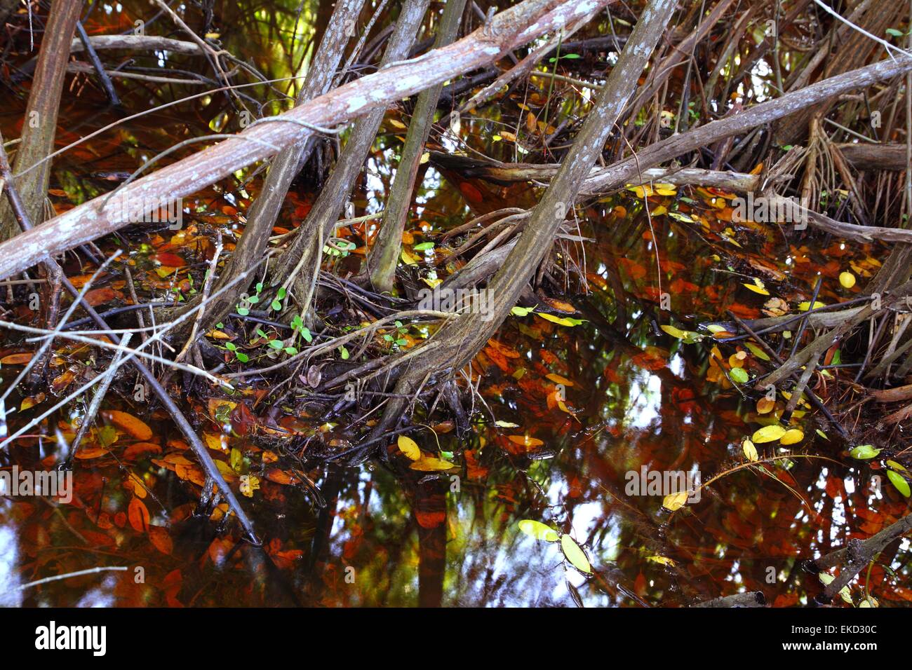 mangrove swamp tropical water detail Stock Photo - Alamy