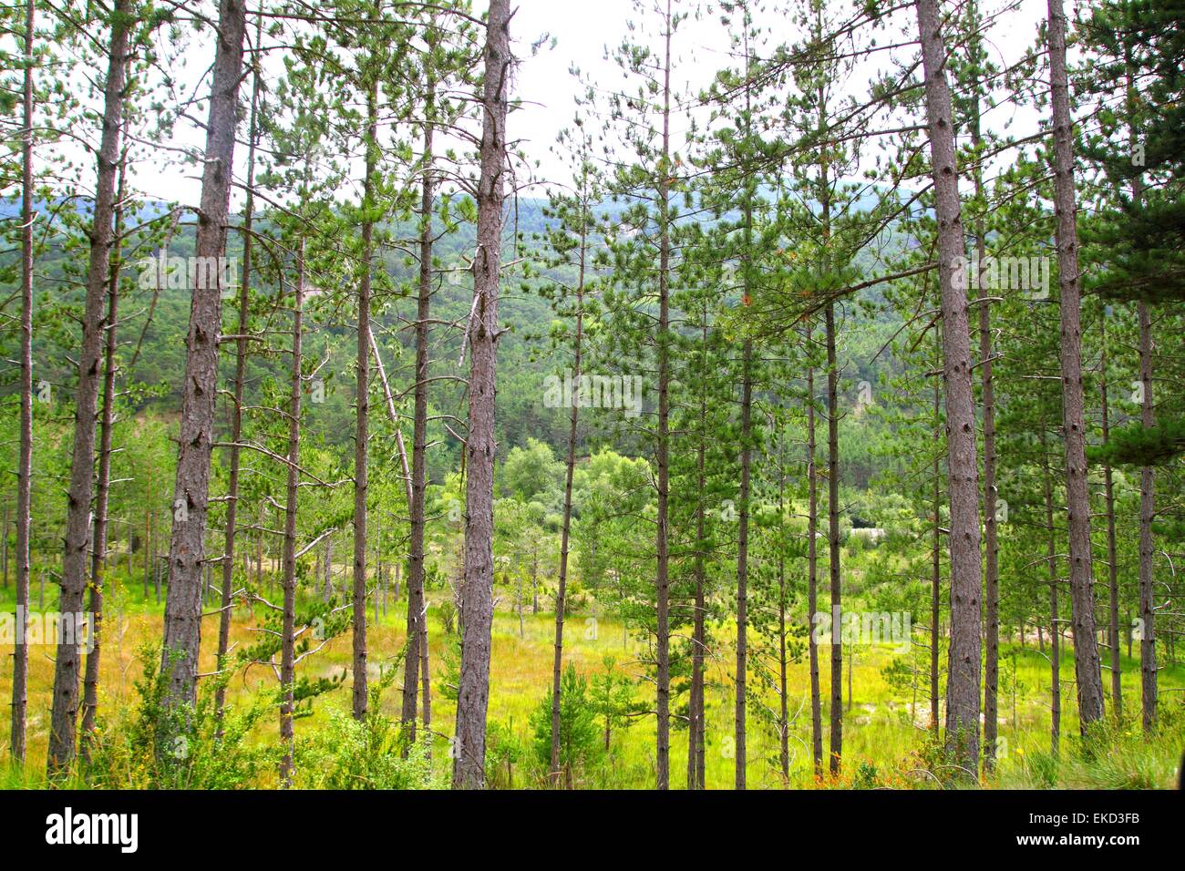 pine forest trees row landscape background Stock Photo - Alamy