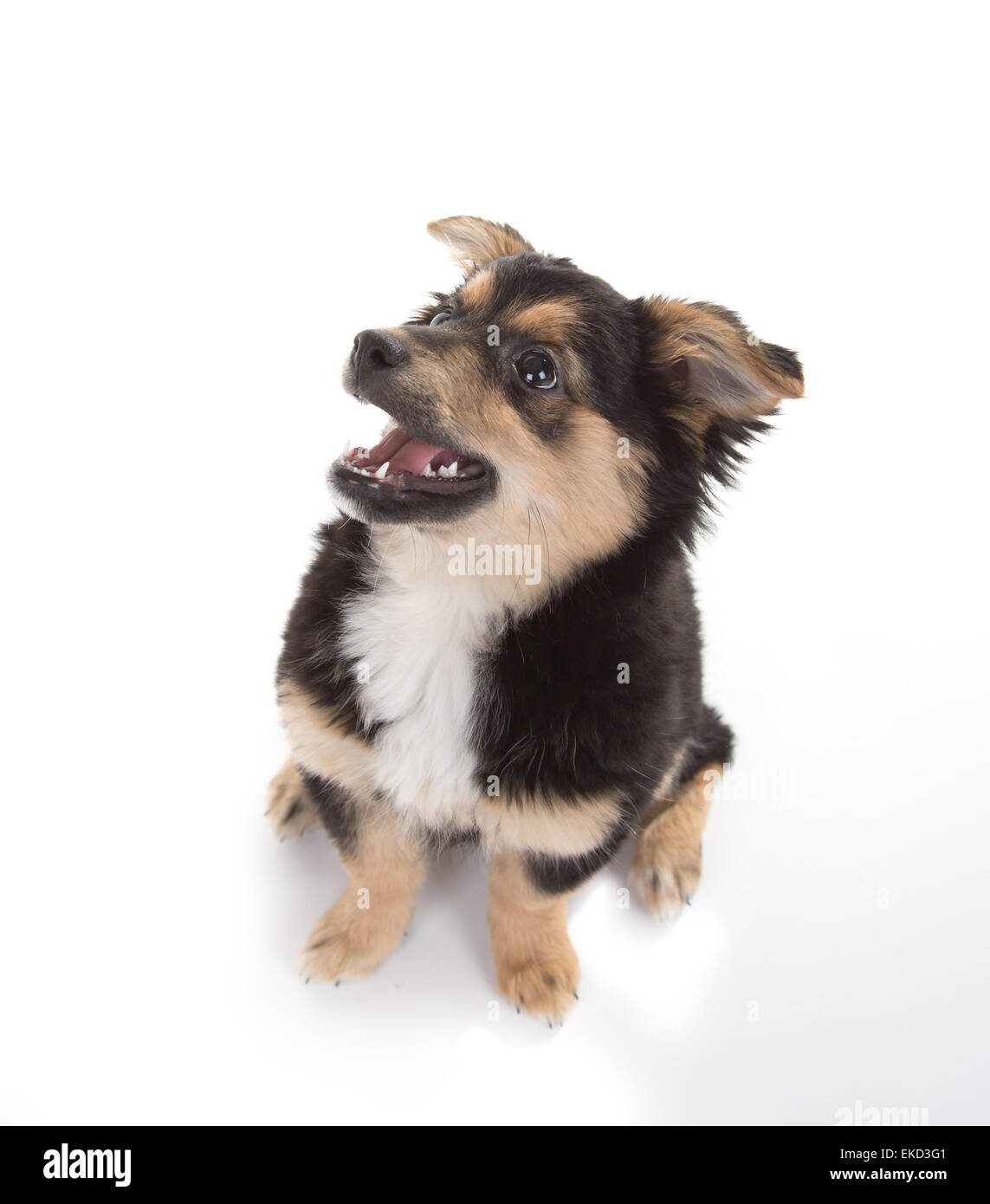 Cute puppy isolated on white background Stock Photo - Alamy