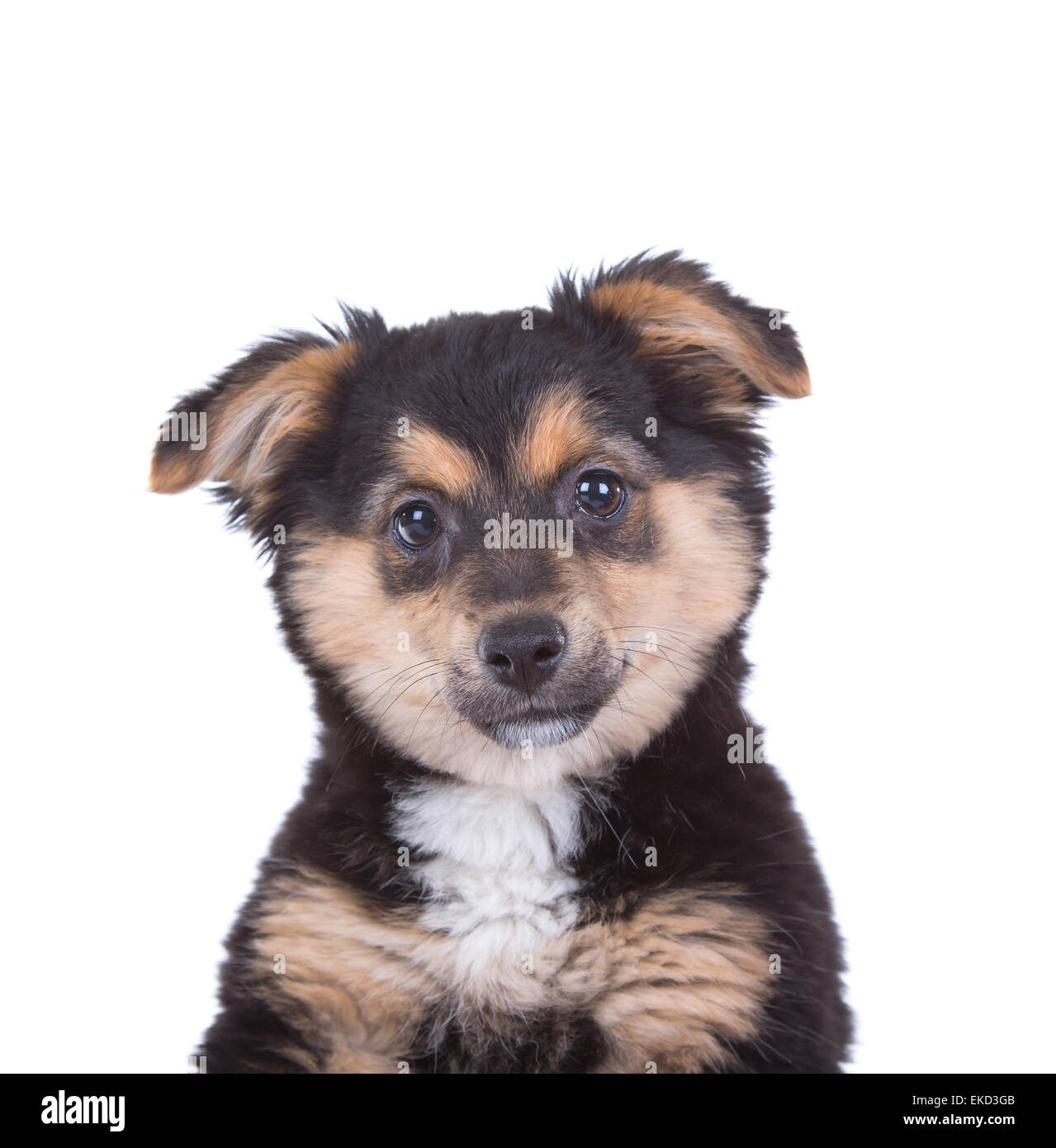 Cute puppy isolated on white background Stock Photo - Alamy