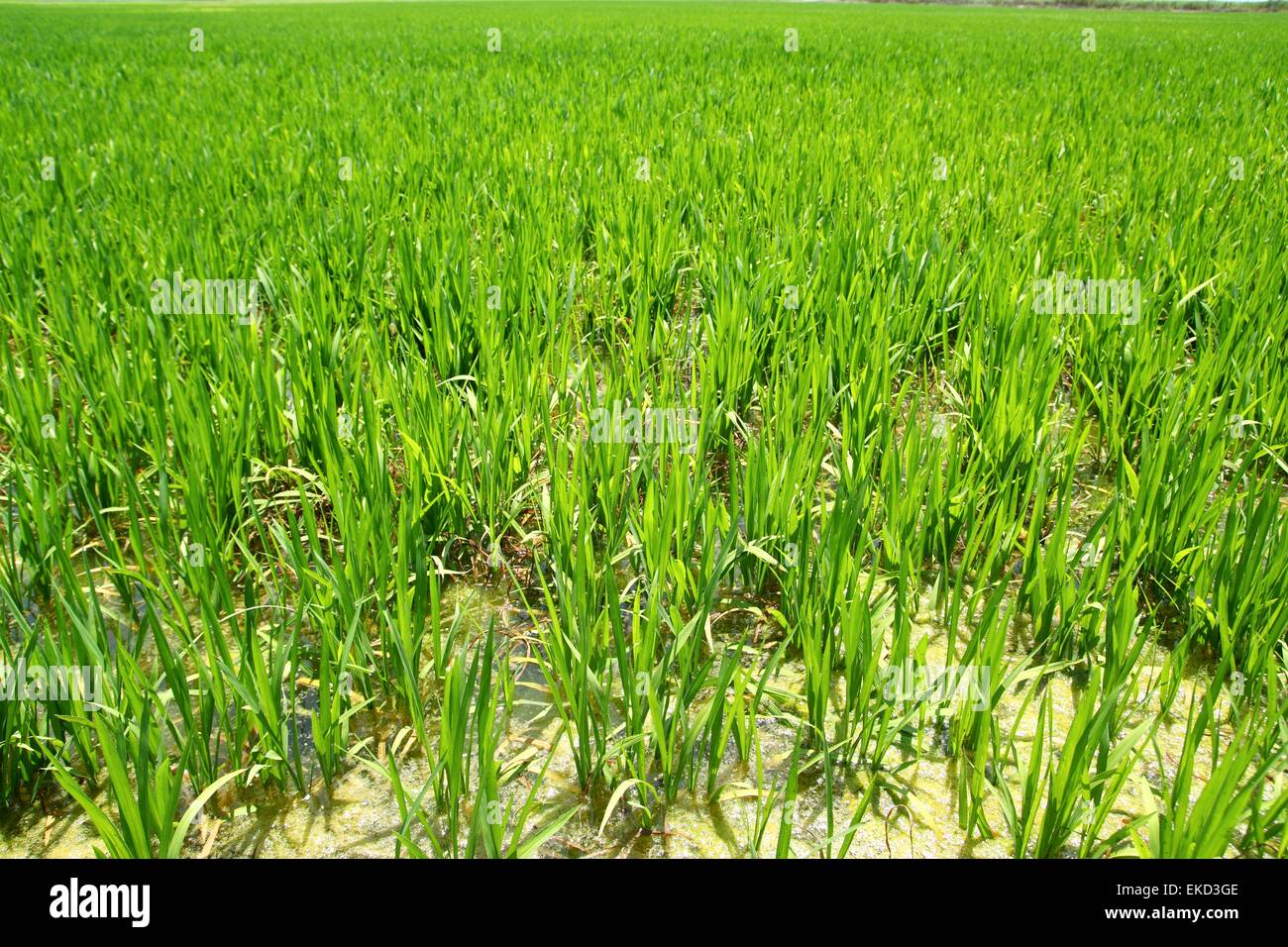 Agriculture rice field perspective in spain Valencia Stock Photo - Alamy