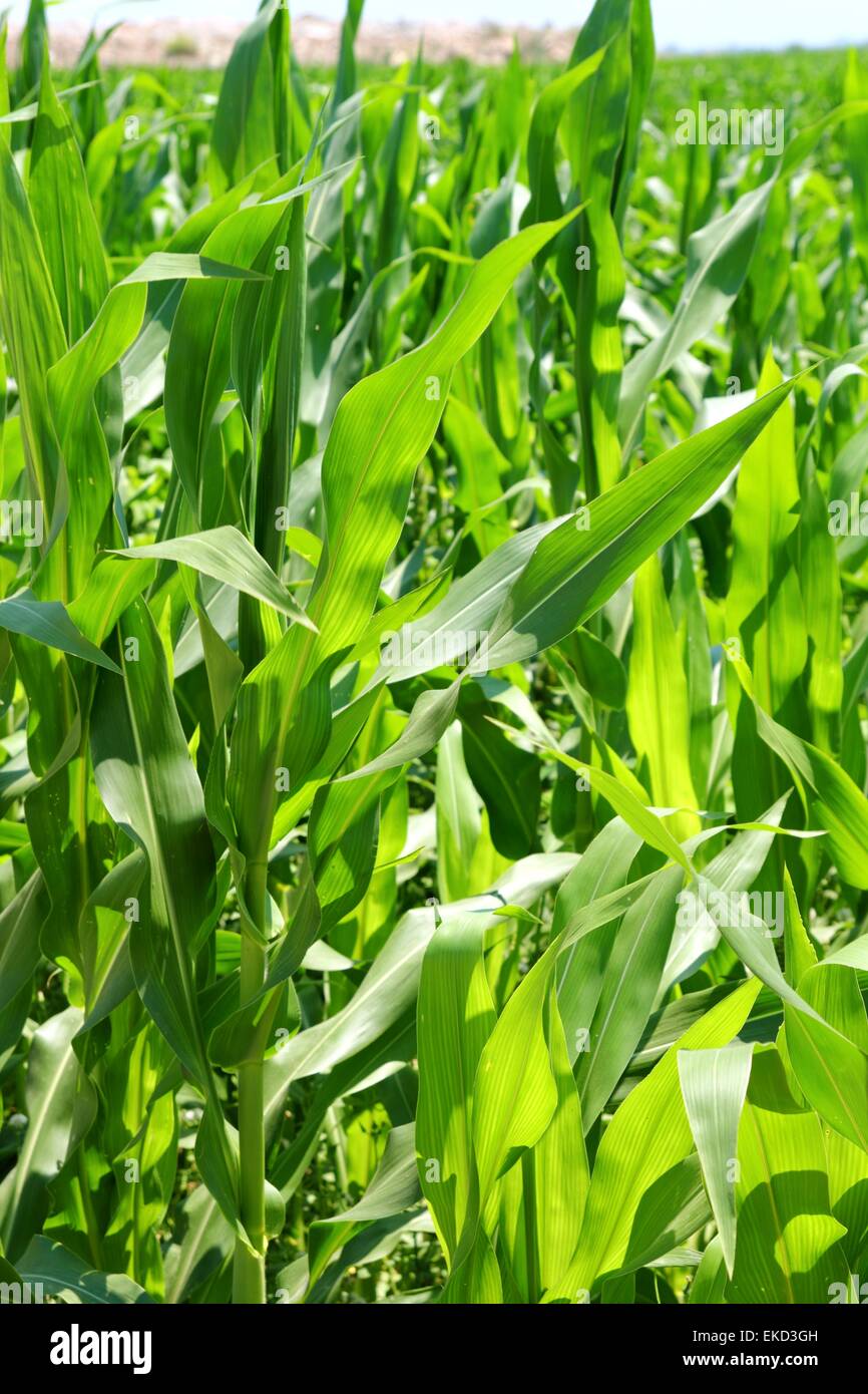 agriculture corn plants field green plantation Stock Photo - Alamy