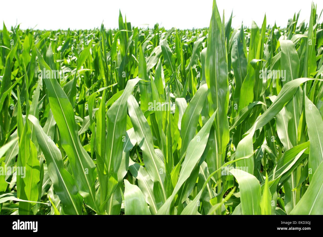 agriculture corn plants field green plantation Stock Photo - Alamy