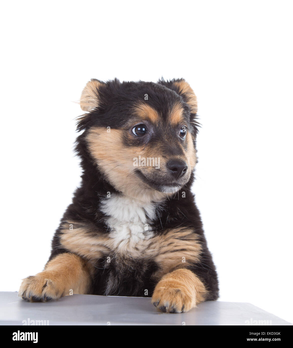 Cute puppy isolated on white background Stock Photo - Alamy