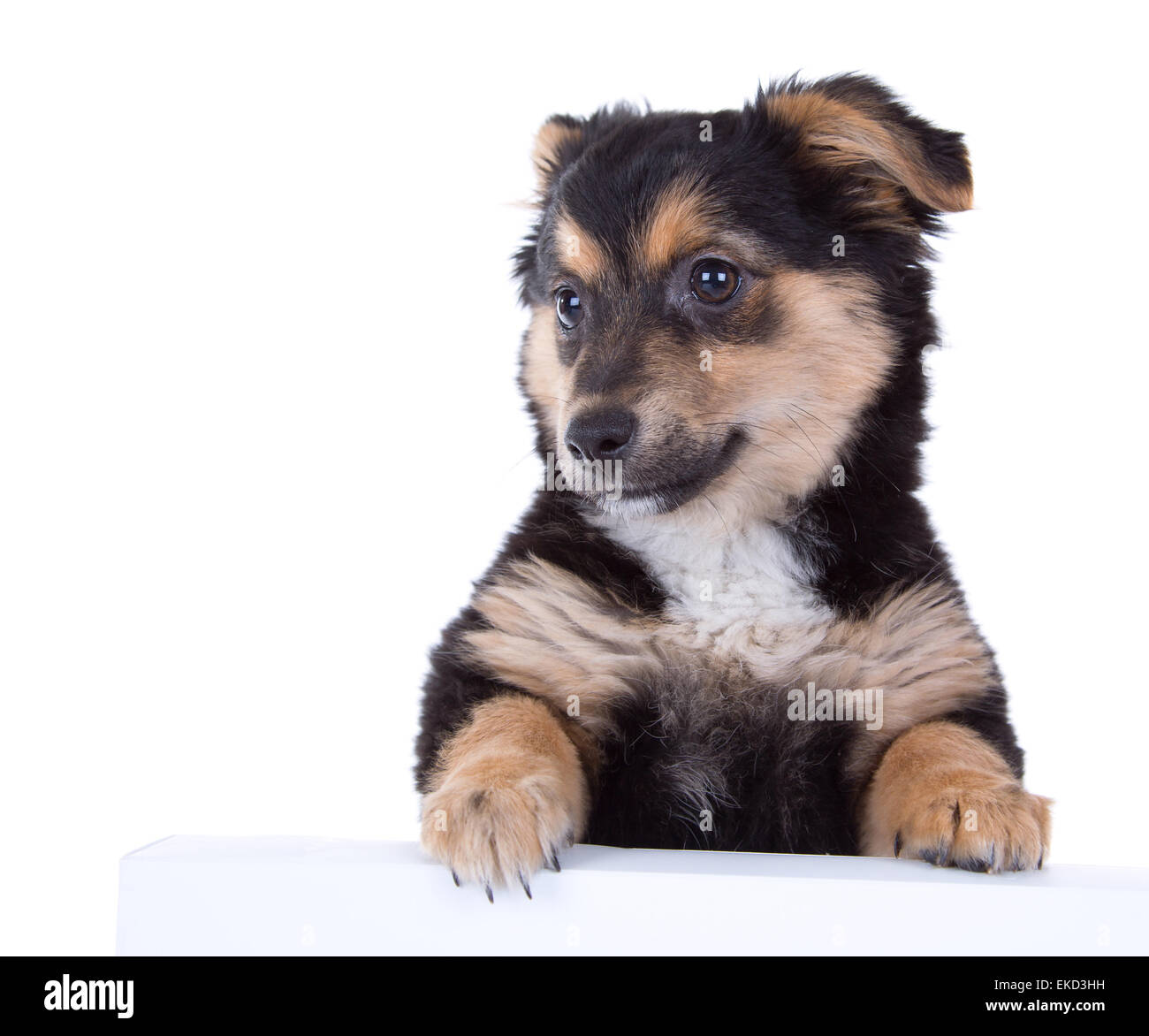 Cute puppy isolated on white background Stock Photo - Alamy