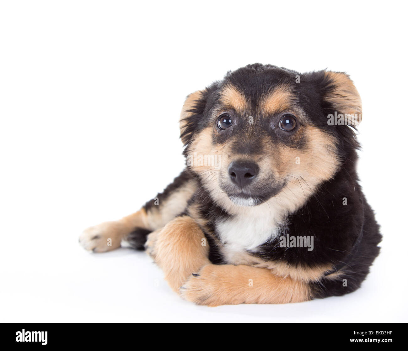 Sweet cute little puppy Cut Out Stock Images & Pictures - Alamy