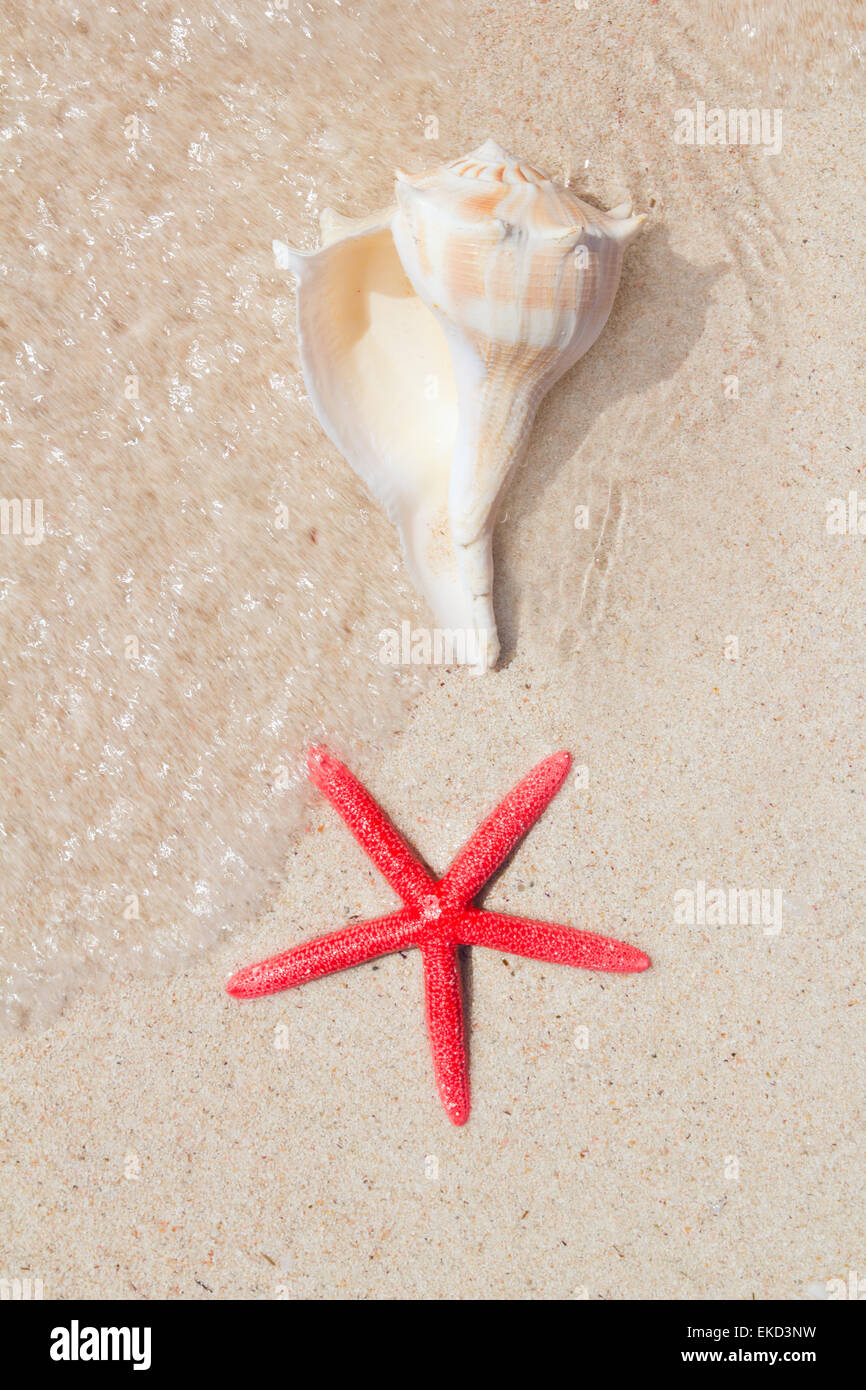 seashell and starfish in white sand beach Stock Photo - Alamy