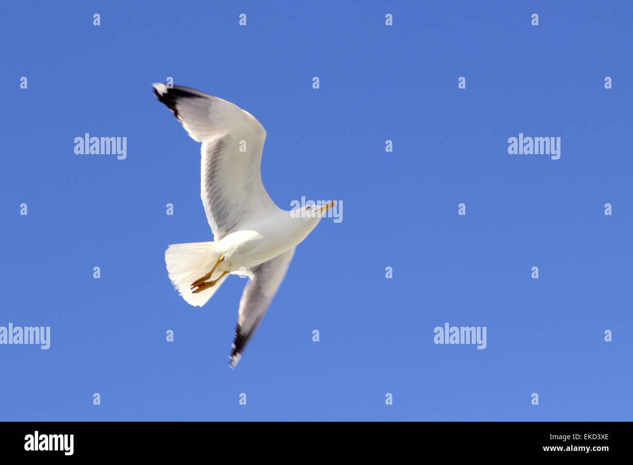 white seagull flying blue sky from below Stock Photo - Alamy