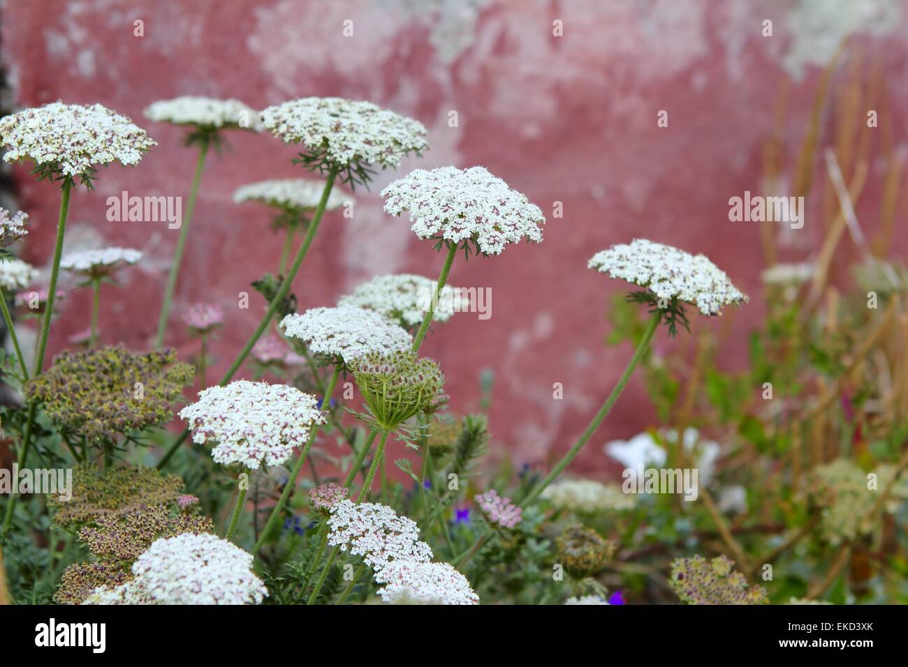wild carrot daucus carota flower balearic islands Stock Photo - Alamy
