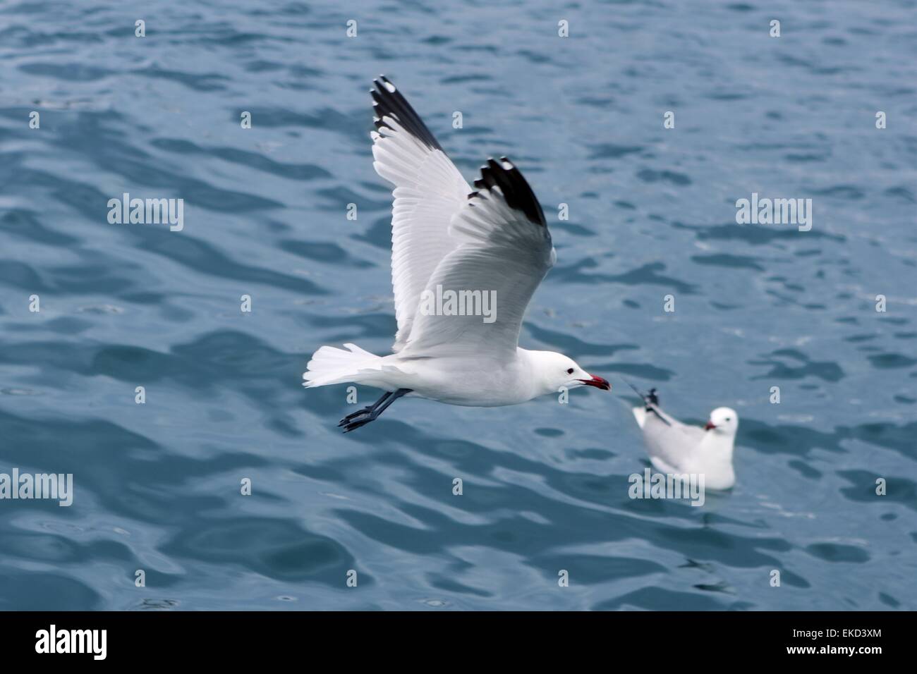 active sea gulls seagulls over blue sea ocean Stock Photo - Alamy