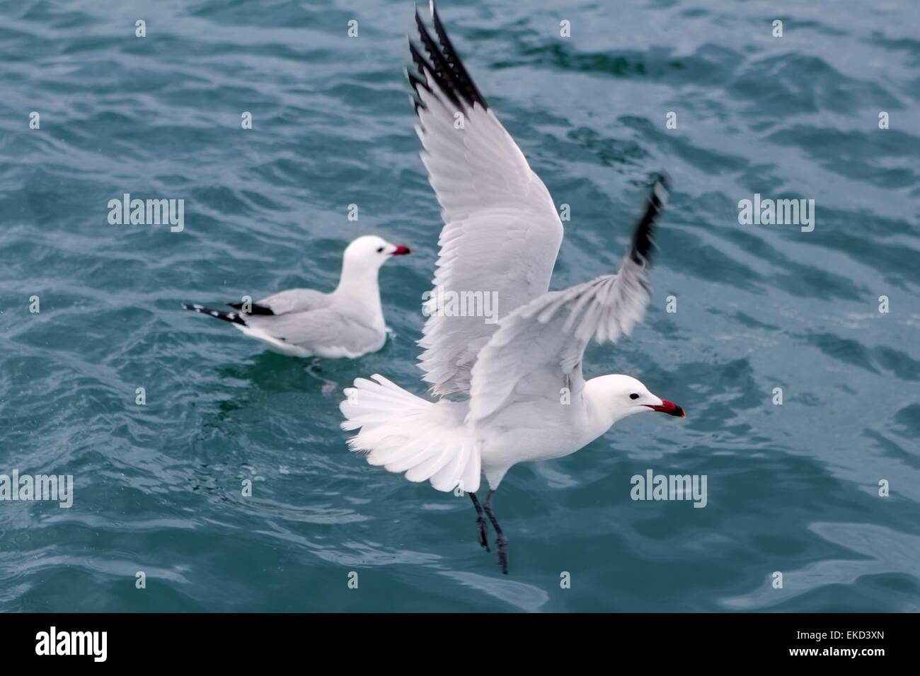 active sea gulls seagulls over blue sea ocean Stock Photo - Alamy