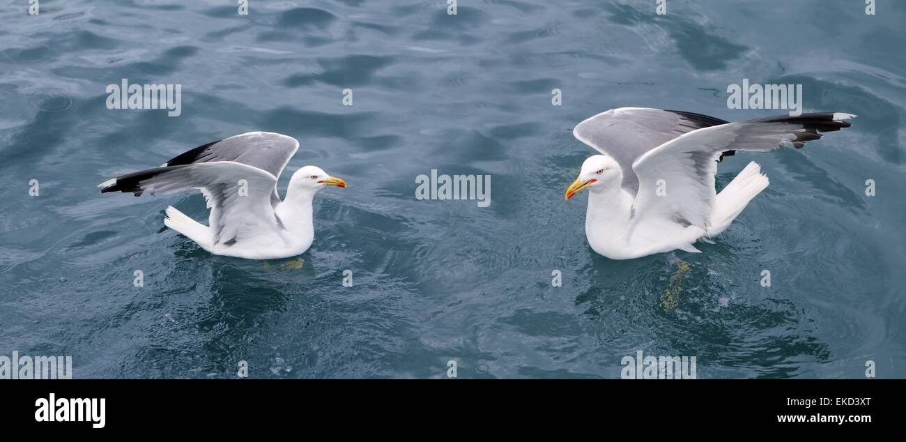 active sea gulls seagulls over blue sea ocean Stock Photo - Alamy