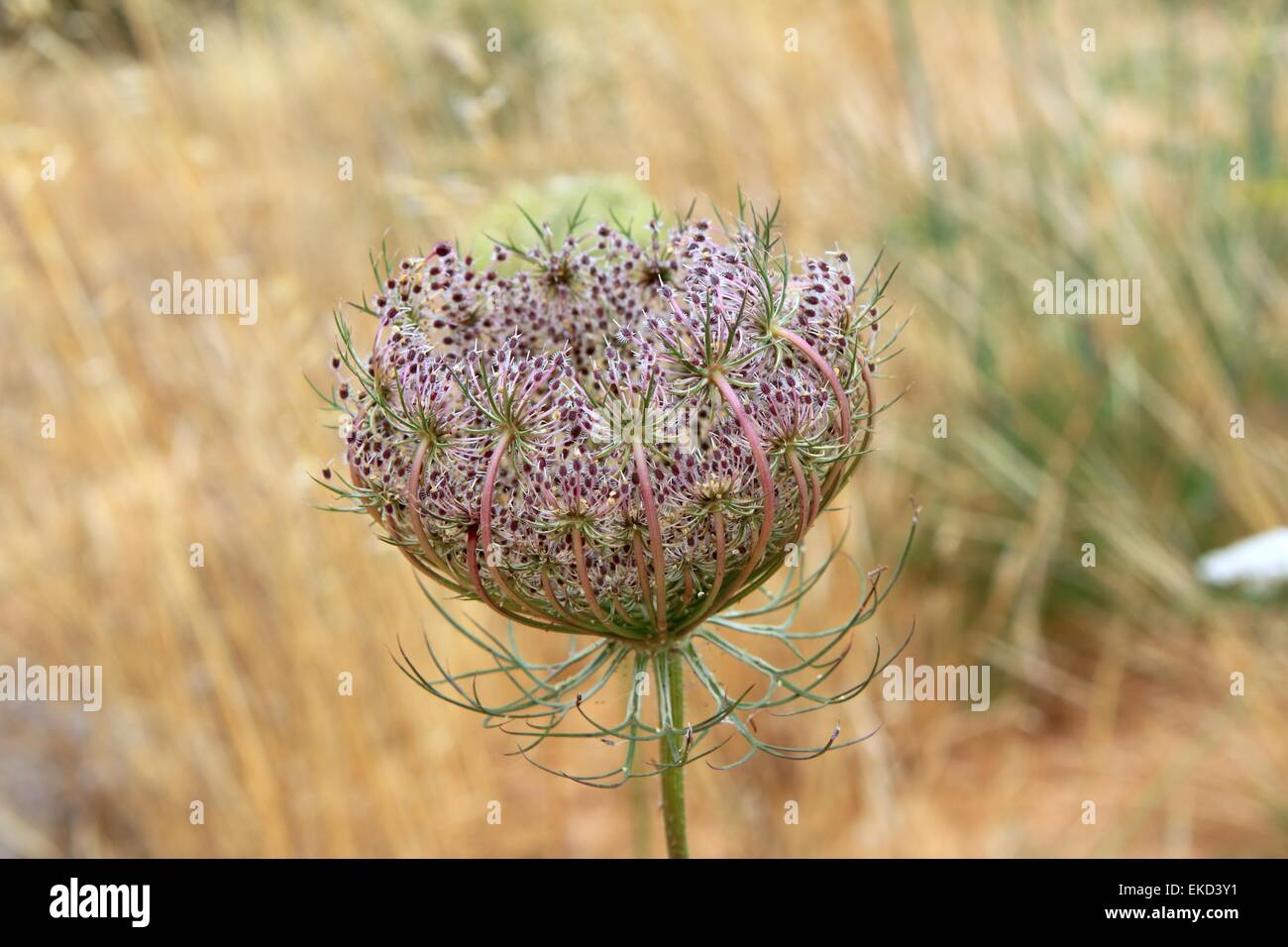 wild carrot daucus carota flower balearic islands Stock Photo - Alamy