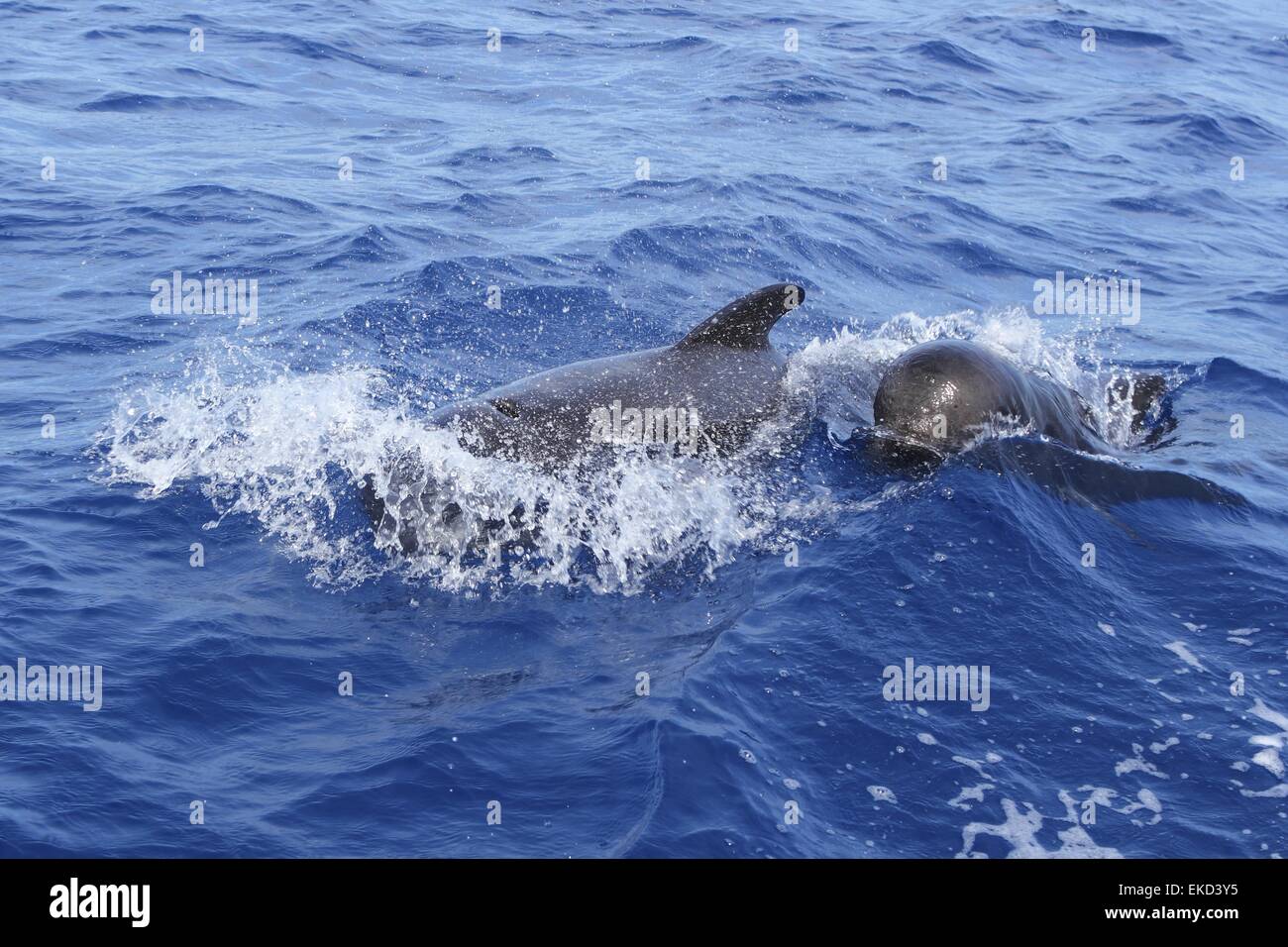 Pilot whale baby hi-res stock photography and images - Alamy