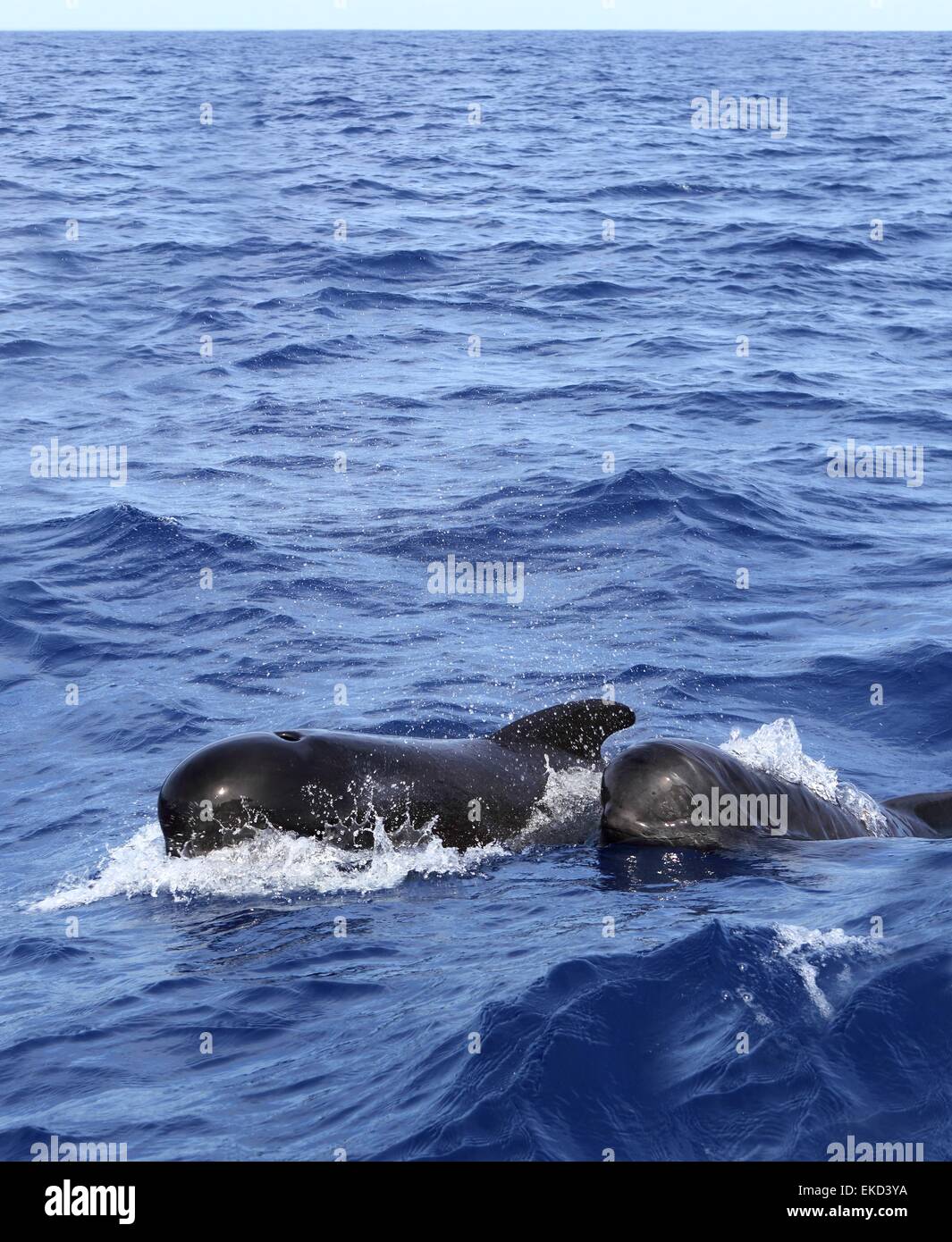 pilot whales free with baby in mediterranean Stock Photo - Alamy