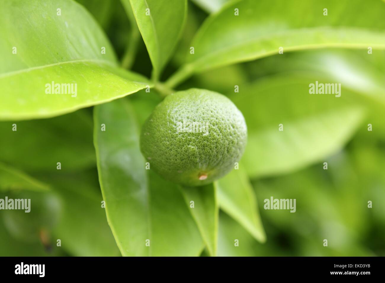 baby green orange growing in tree Stock Photo - Alamy