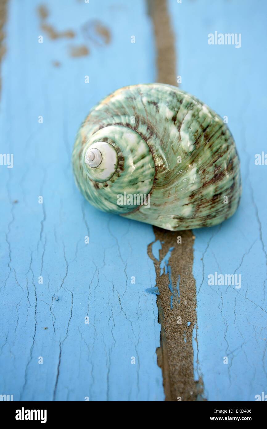 blue wooden beach floor green sea shell Stock Photo - Alamy