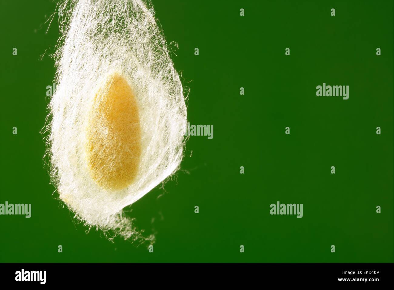 cocoon of silkworm hanging on silk worm net Stock Photo - Alamy