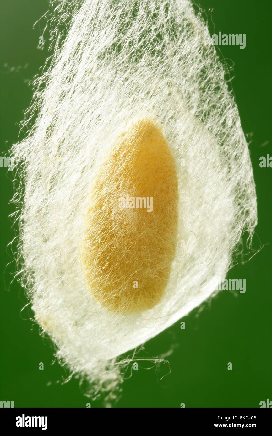 cocoon of silkworm hanging on silk worm net Stock Photo - Alamy