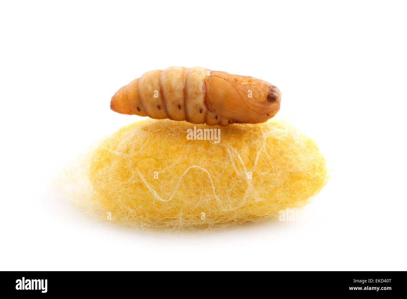 Cocoons of the silkworm moth Cut Out Stock Images & Pictures - Alamy