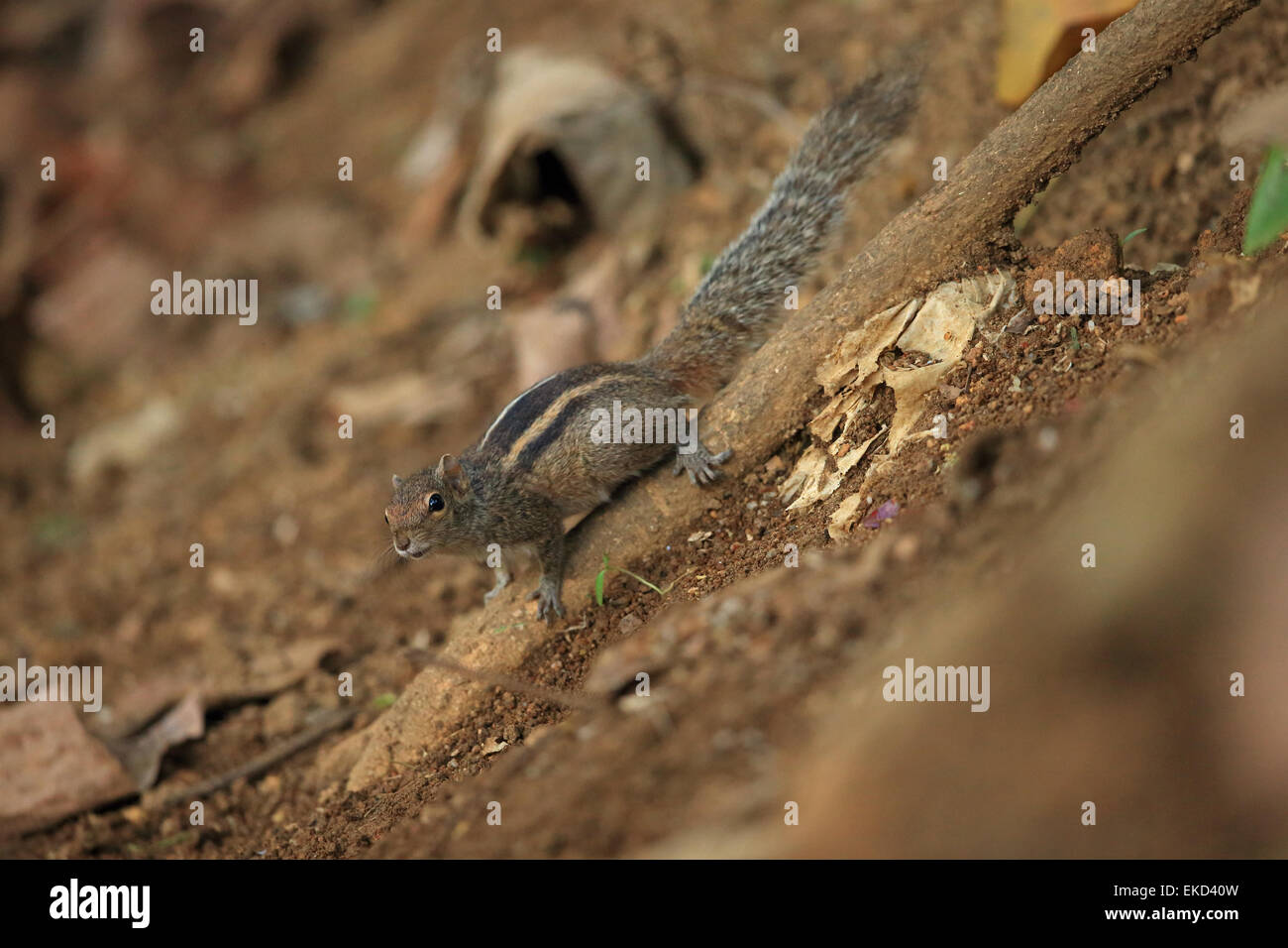 Indian Palm Squirrel (Funambulus palmarum Stock Photo - Alamy