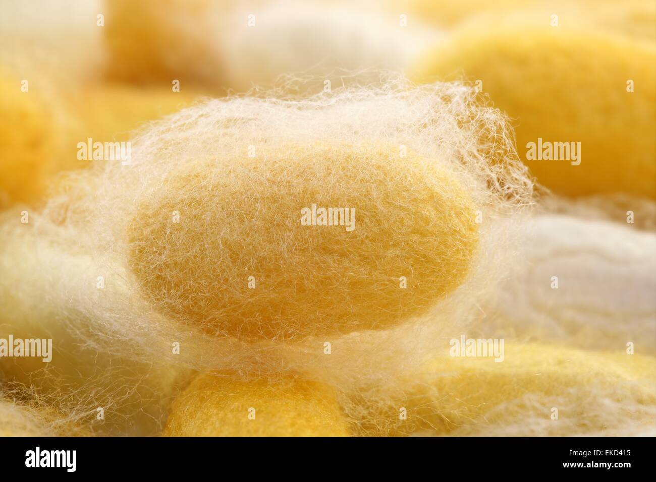 silkworm cocoon macro detail many silk worm Stock Photo - Alamy