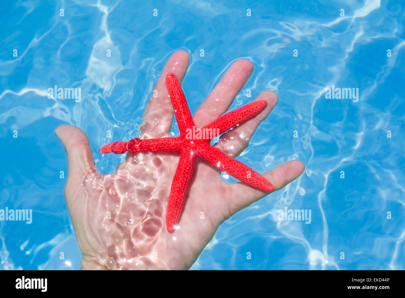 Red starfish in human hand floating Stock Photo - Alamy
