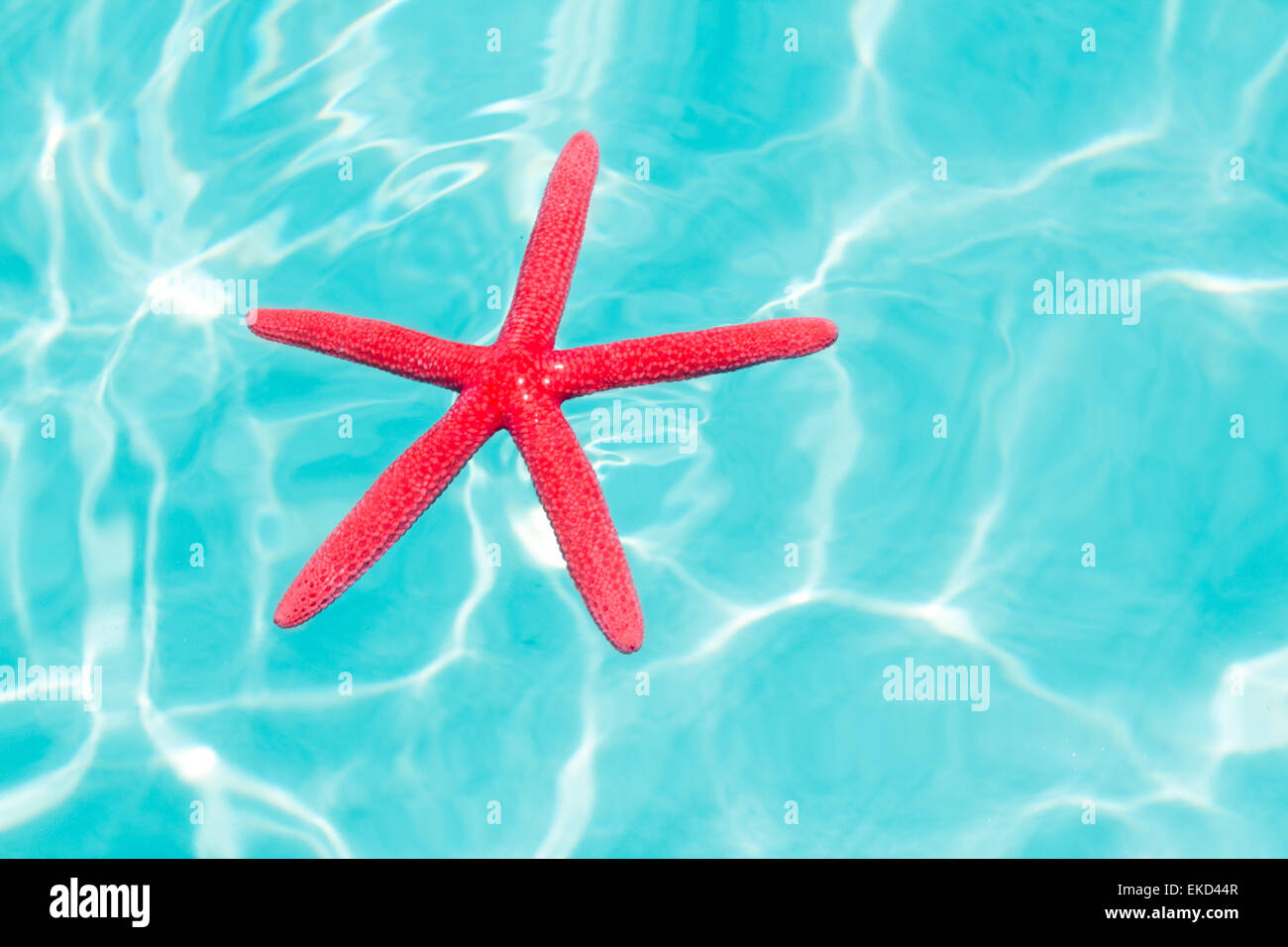 Red starfish floating on perfect tropical sea Stock Photo - Alamy