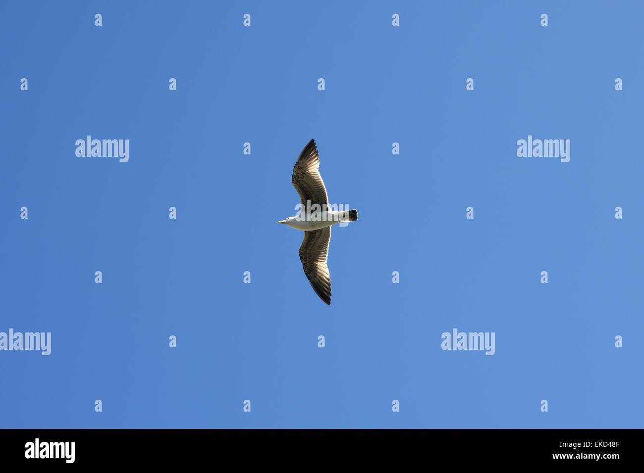 flying seagull sea bird view from below blue sky Stock Photo - Alamy