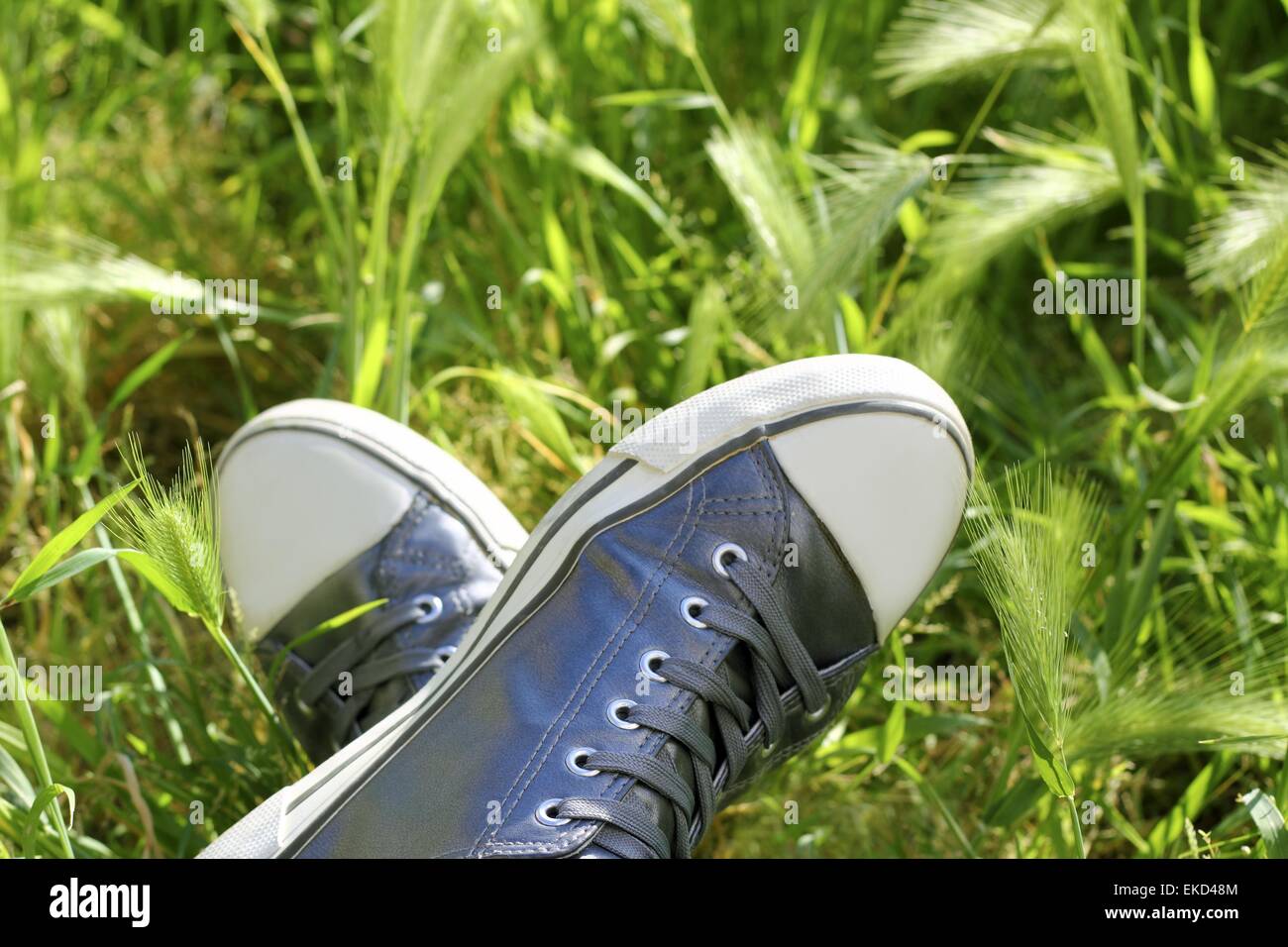 relaxed silver shoes having rest meadow field Stock Photo - Alamy