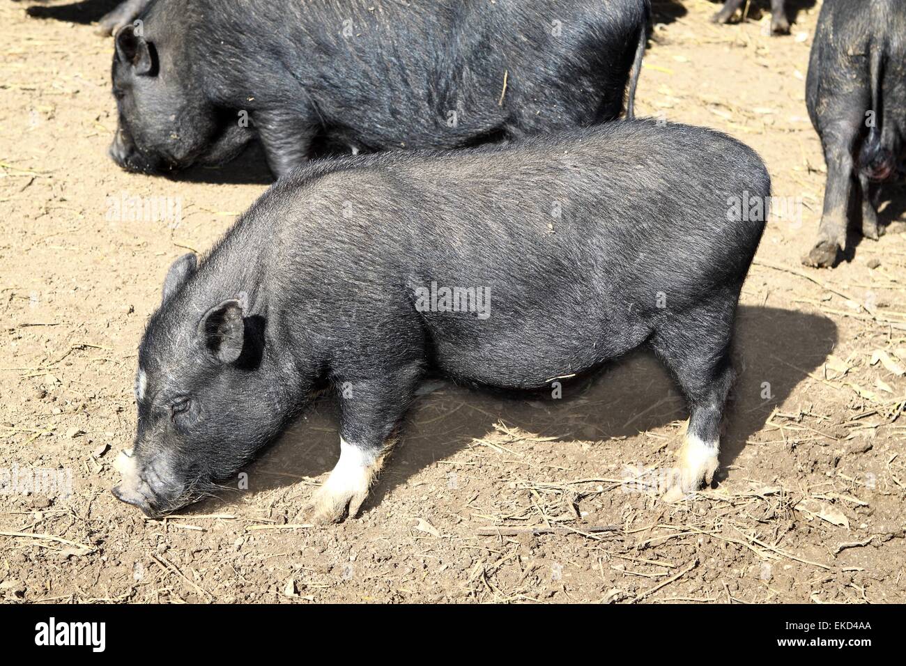 Black Teacup Pig Adult Miniature Pig Wikipedia