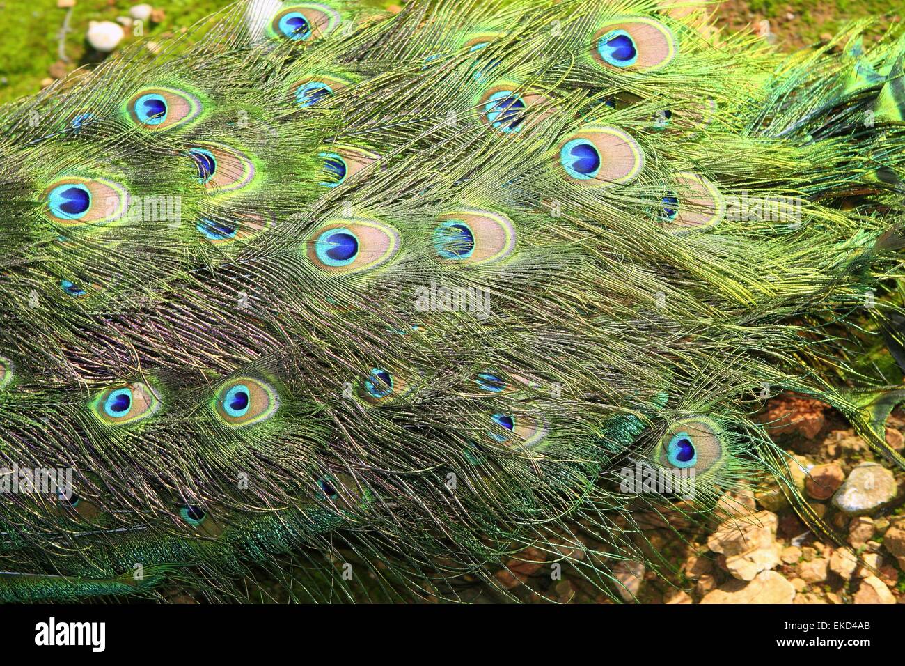 peacock turkey tail colorful green detail Stock Photo - Alamy