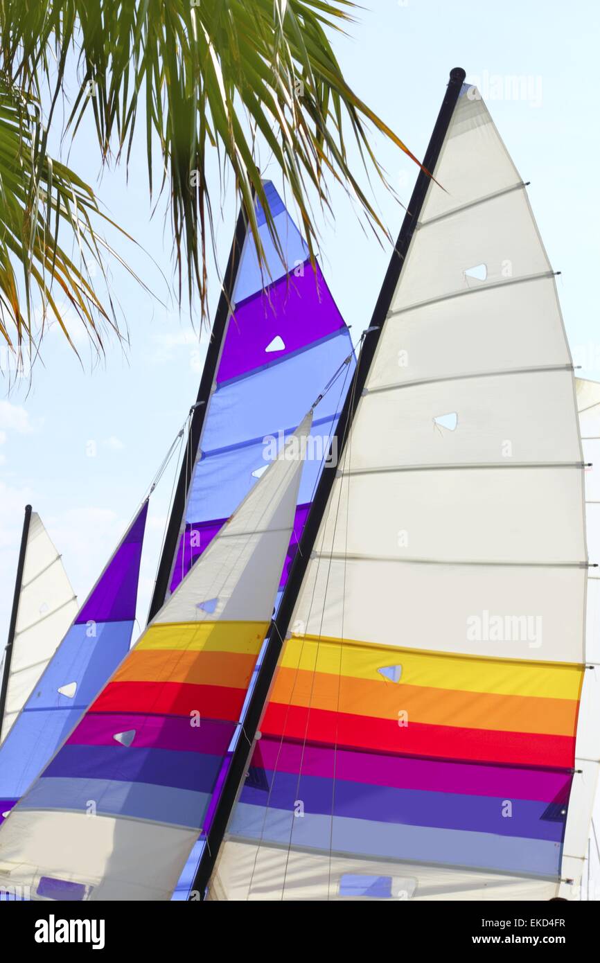 hoby hobby cat colorful sails palm tree leaf Stock Photo - Alamy