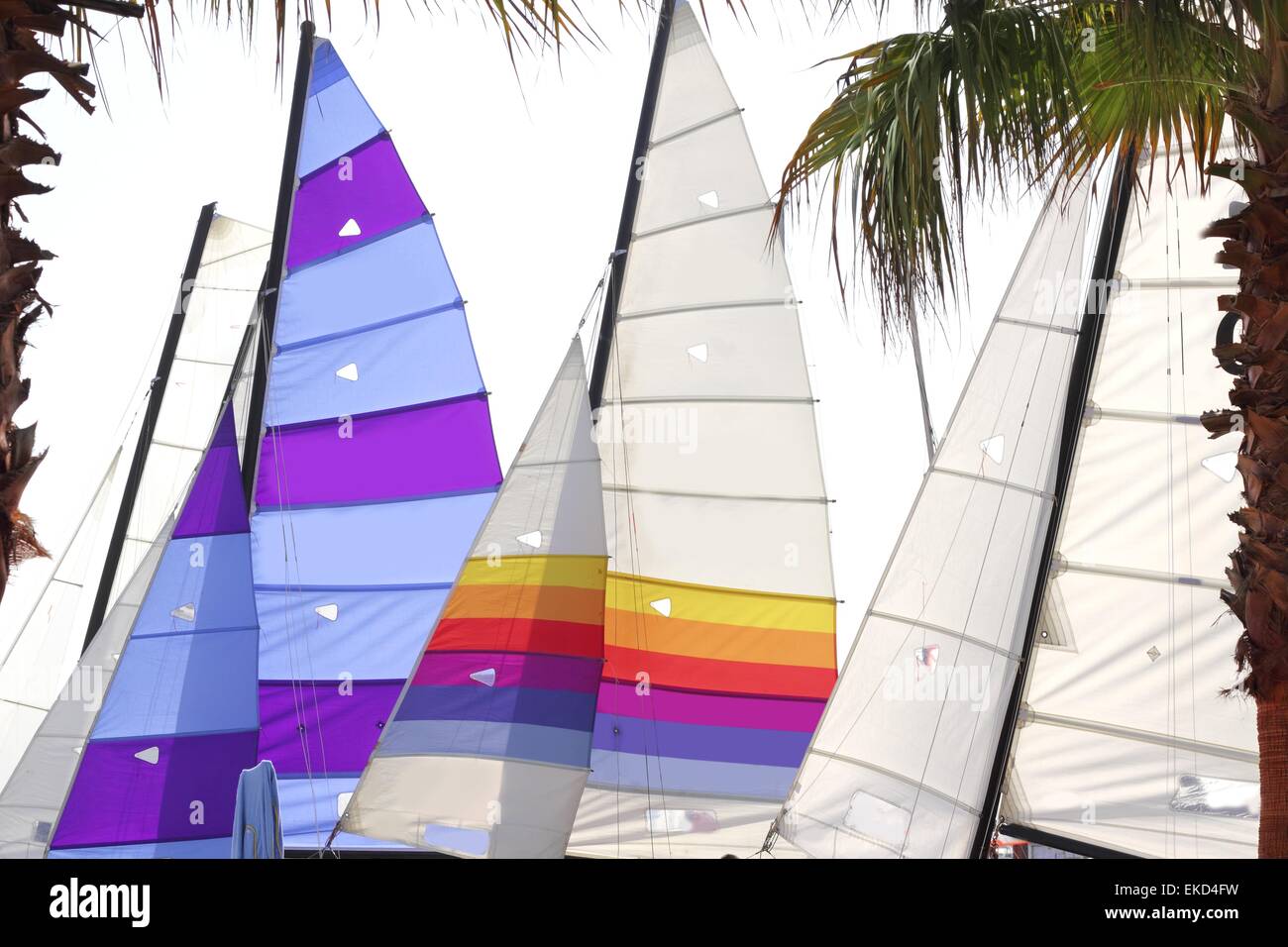 hoby hobby cat colorful sails palm tree leaf Stock Photo - Alamy