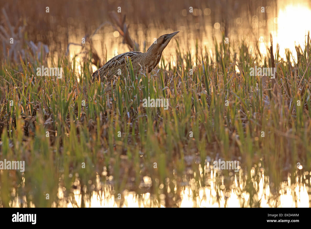 Bittern (Botaurus stellaris Stock Photo - Alamy