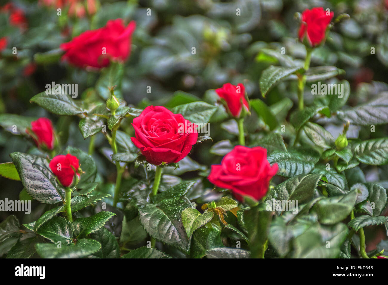 Beautiful red rose Stock Photo - Alamy