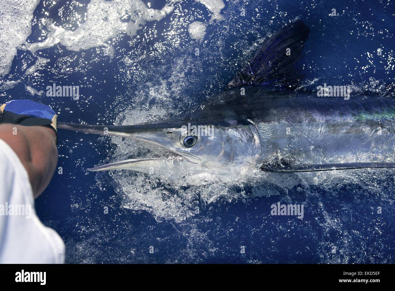 Atlantic white marlin big game hi-res stock photography and images - Alamy