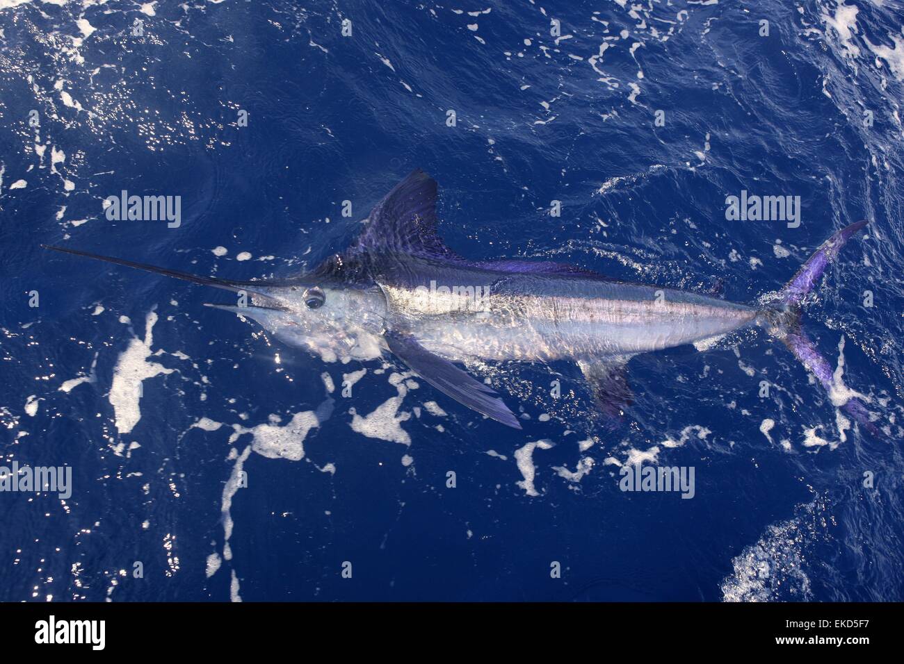 Beautiful white marlin real billfish hi-res stock photography and ...