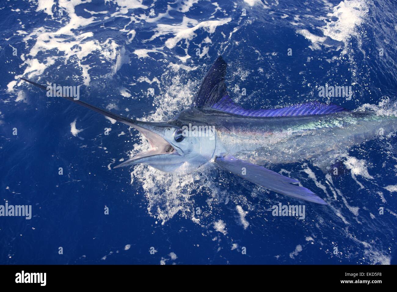 Beautiful white marlin real billfish hi-res stock photography and ...