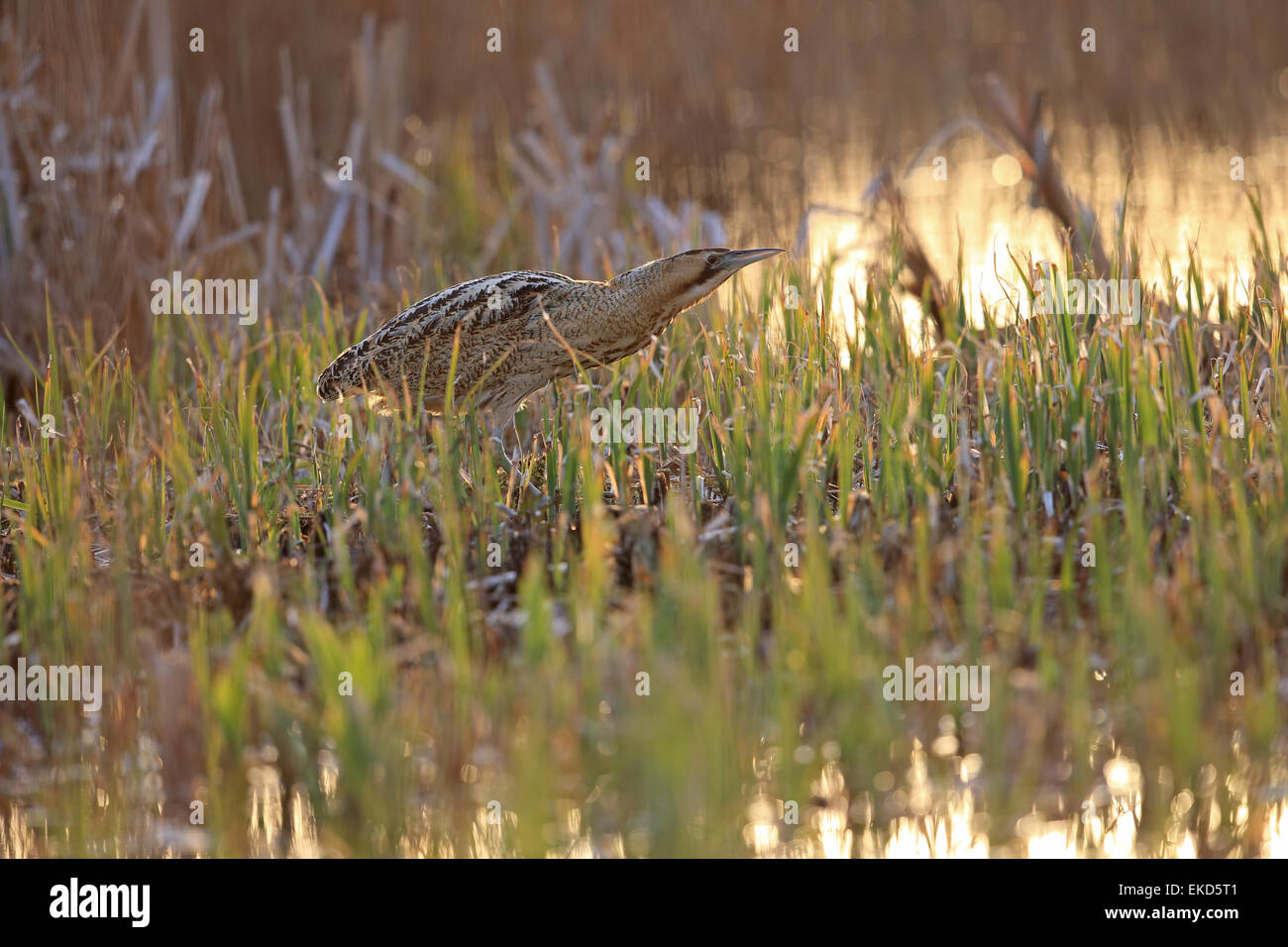 Bittern (Botaurus stellaris Stock Photo - Alamy