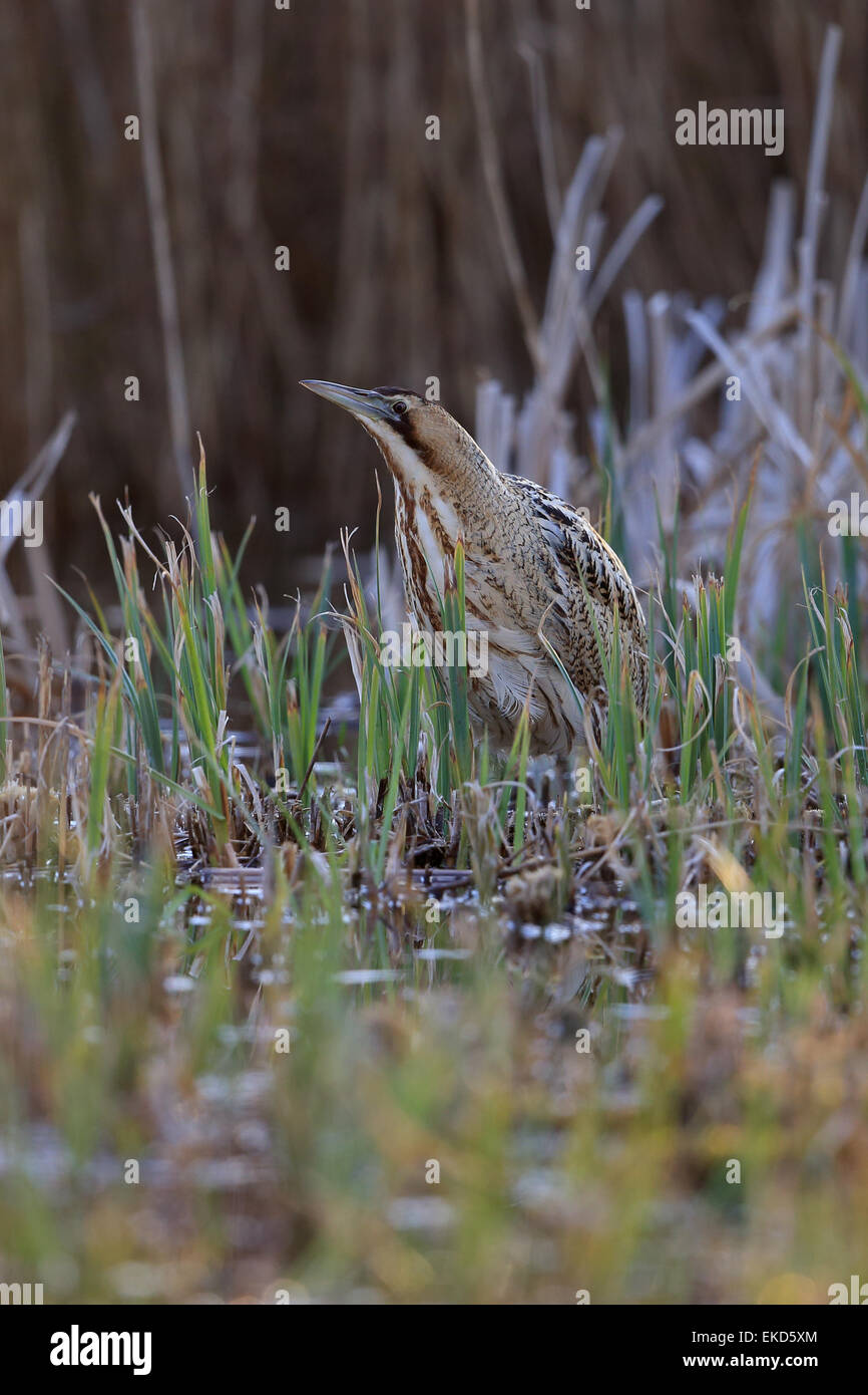 Bittern (Botaurus stellaris Stock Photo - Alamy