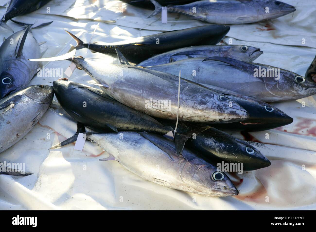 Albacore bloody tuna sport fisherman catch Stock Photo - Alamy
