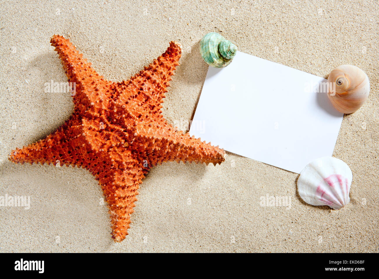 blank paper beach sand starfish shells summer Stock Photo - Alamy