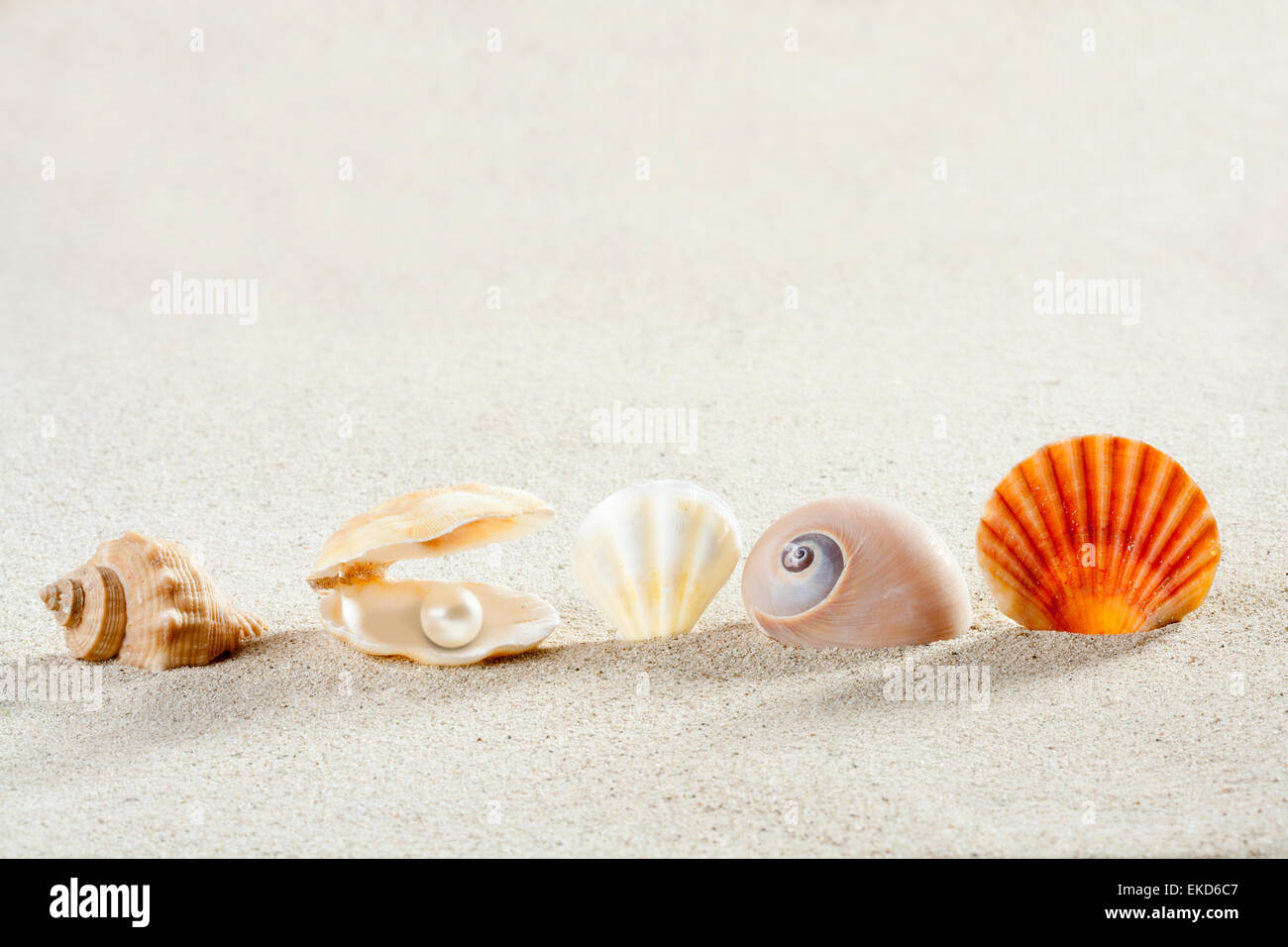 beach summer vacation background shell pearl clam Stock Photo - Alamy