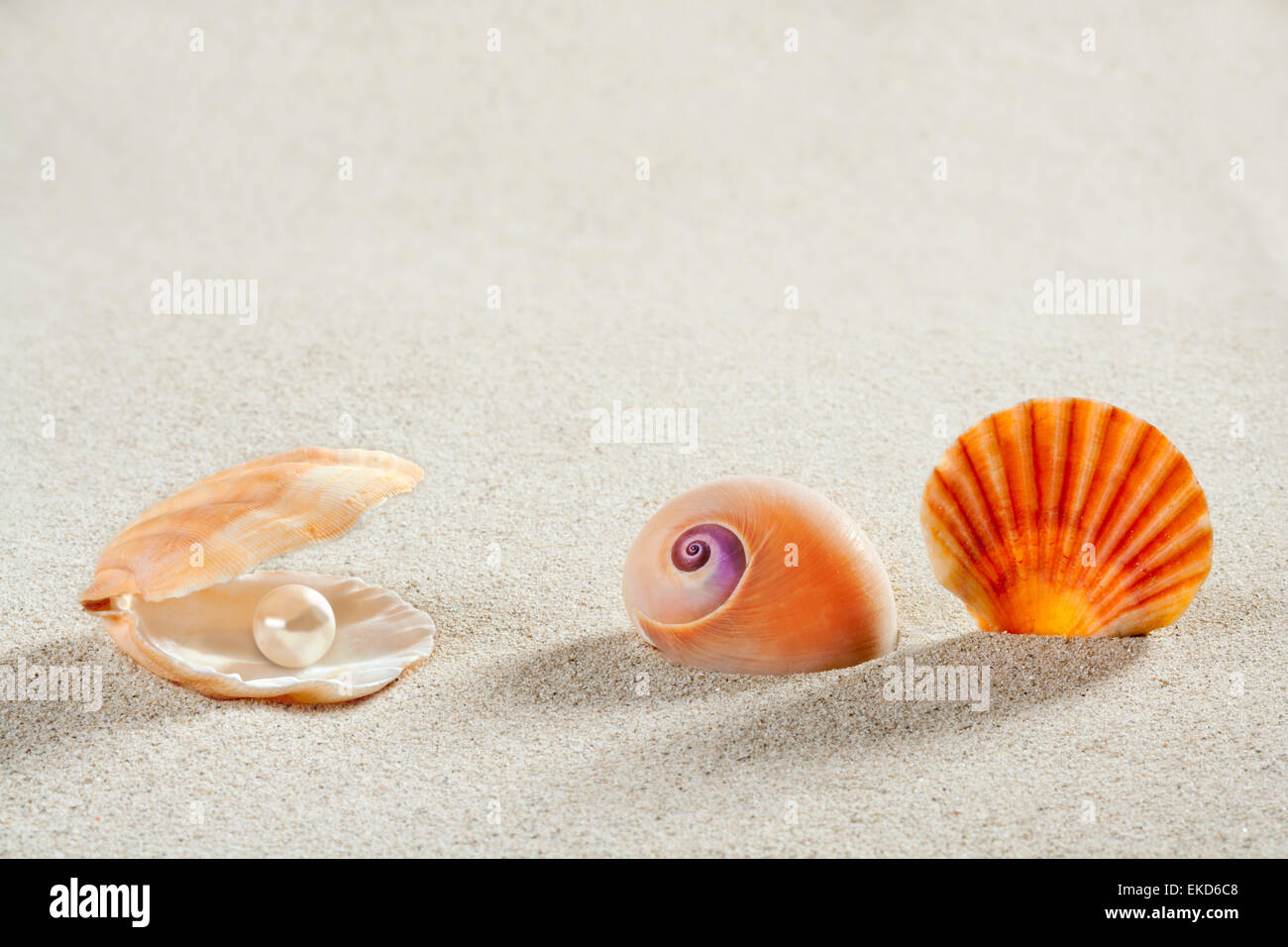 beach summer vacation background shell pearl clam Stock Photo - Alamy