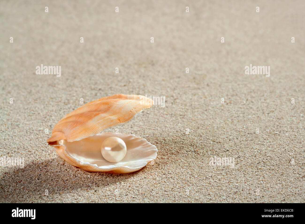 beach white sand pearl shell clam macro Stock Photo - Alamy