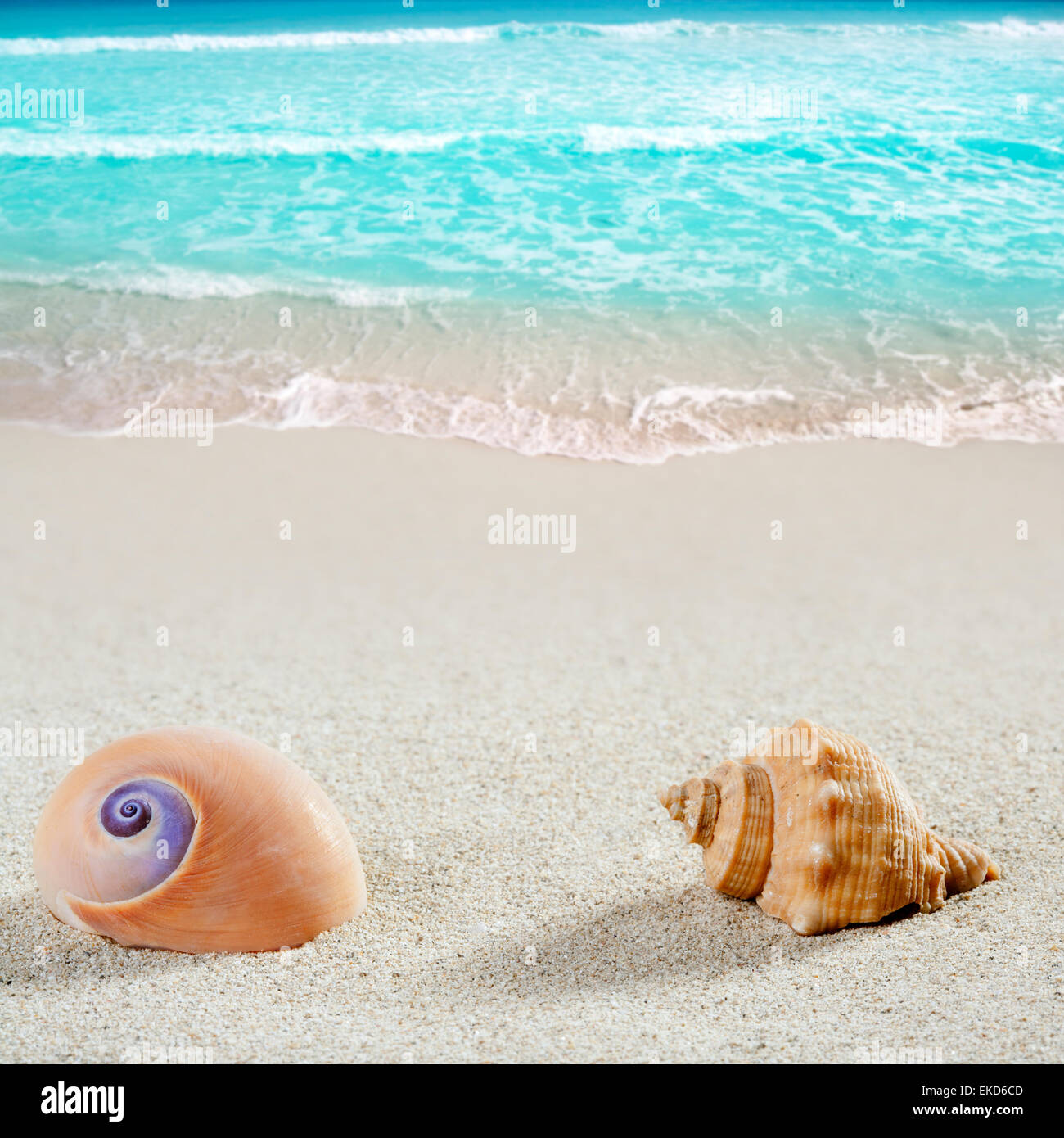 beach sea snail shell tropical white sand closeup Stock Photo - Alamy